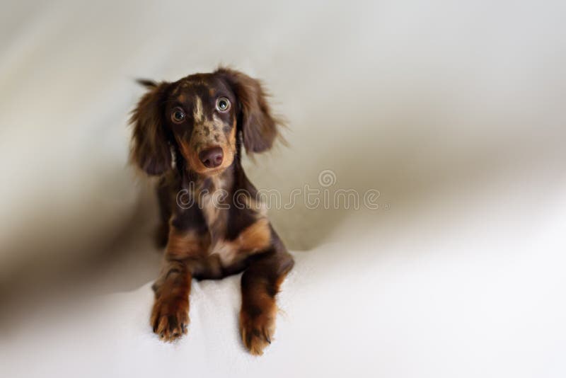 Dachshund Dog Looks at Camera Stock Photo - Image of animals ...