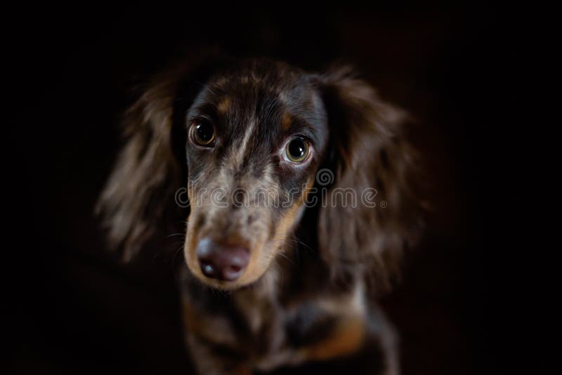 Dachshund Dog Looks at Camera Stock Photo - Image of mammal, hound ...