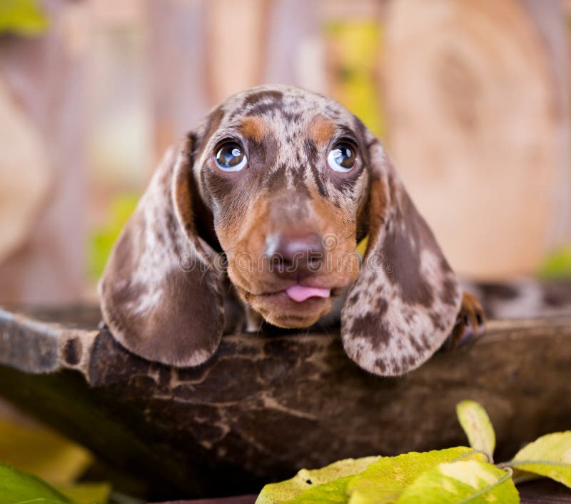 Dachshund dog portrait stock photo. Image of breed, face - 120281534