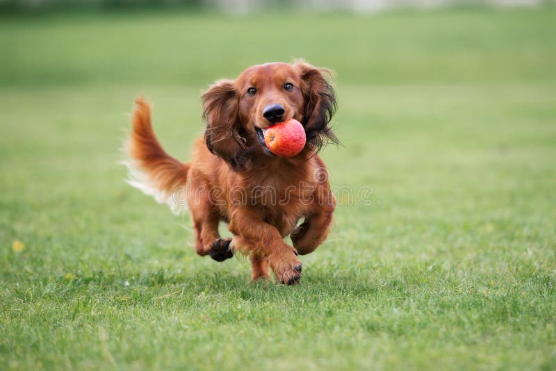 Playing old dog stock photo. Image of glad, grey, dogtoy - 14749350