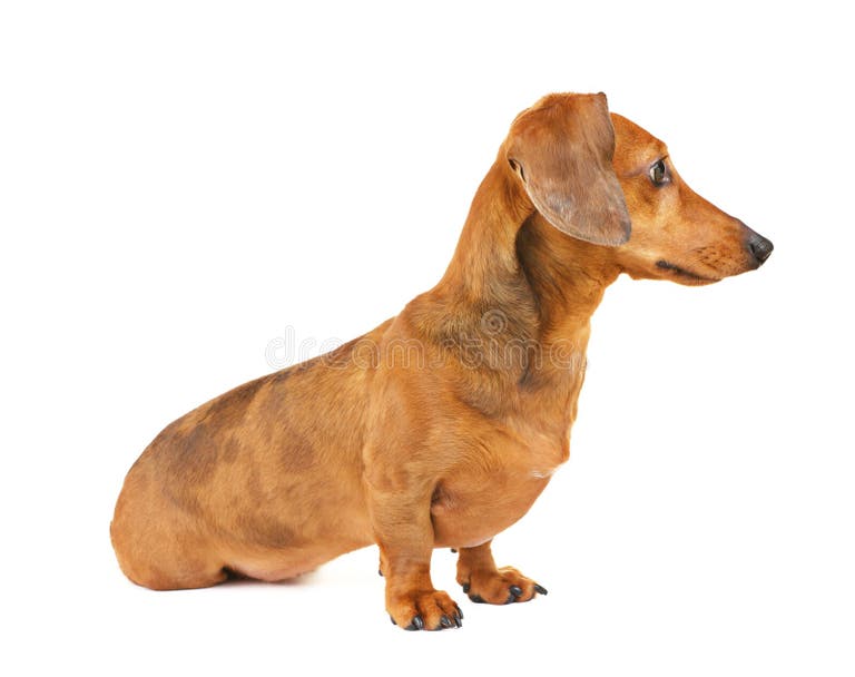 28,138 Dog Side View Stock Photos - Free & Royalty-Free Stock Photos ...