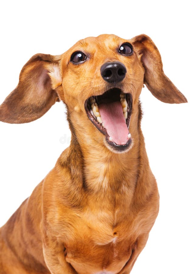 Dachshund dog yelling stock image. Image of white, cute - 35169047
