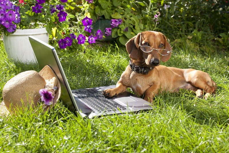 Dachshund E Computer Portatile Del Cane Immagine Stock - Immagine di ...