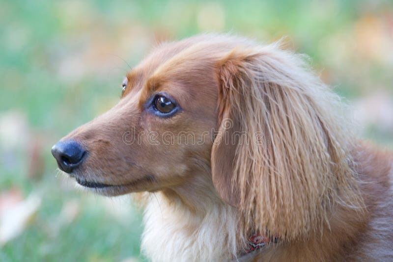 Dachshund in Fall stock photo. Image of lawn, outdoors - 101241266