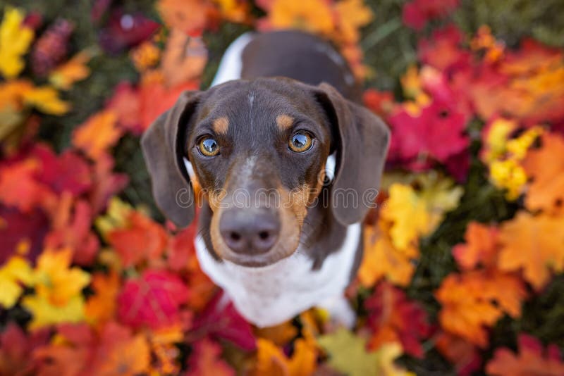 Dachshund on a Fall Leaves Background Stock Image - Image of light ...