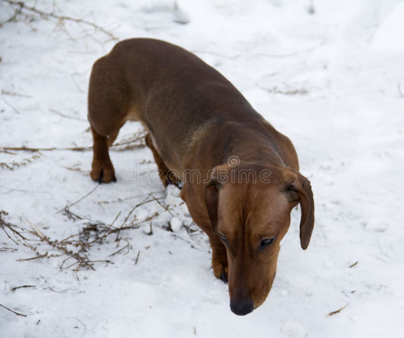 Dachshund stock photo. Image of dachshund, cold, russia - 64163624