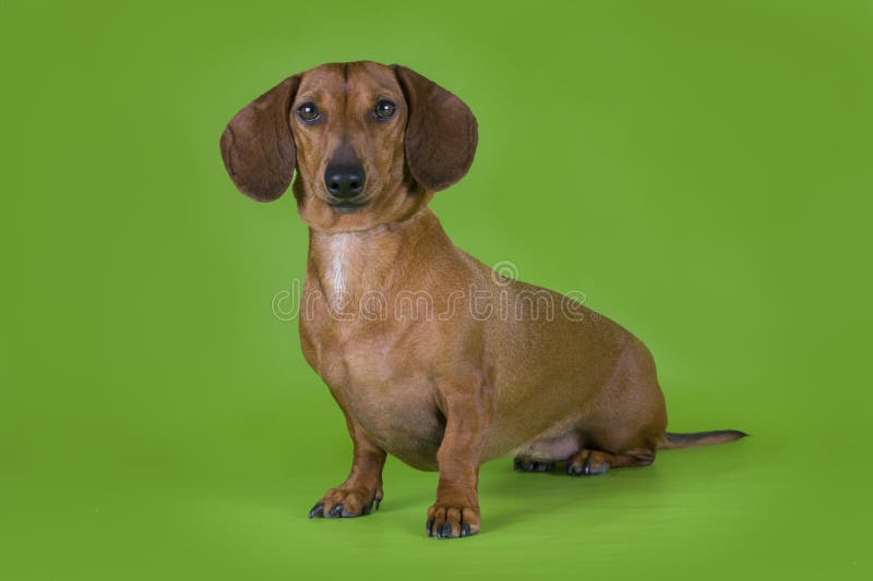 Dachshund Dog Looking Scared Isolated Stock Image - Image of purebred ...