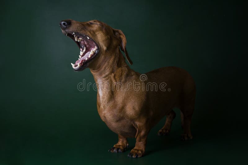 137 Angry Dachshund Photos - Free & Royalty-Free Stock Photos from ...