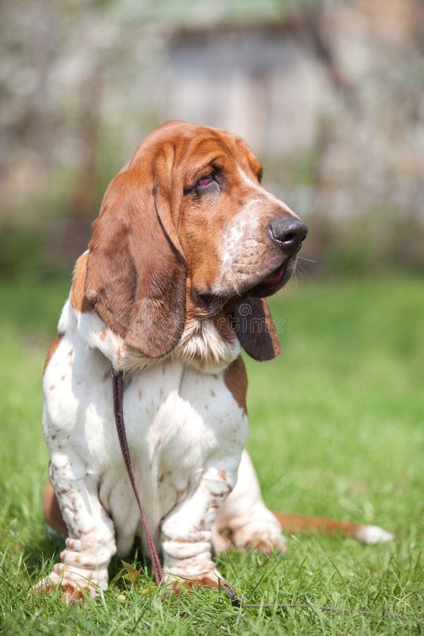 Zwei Brauner Welpen Dachshund-Jagdhund Stockfoto - Bild von jagdhund ...