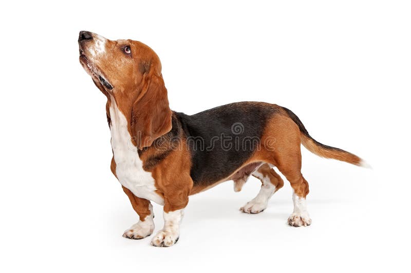 Englischer Dachshund-Jagdhund Stockfoto - Bild von getrennt, ansicht ...