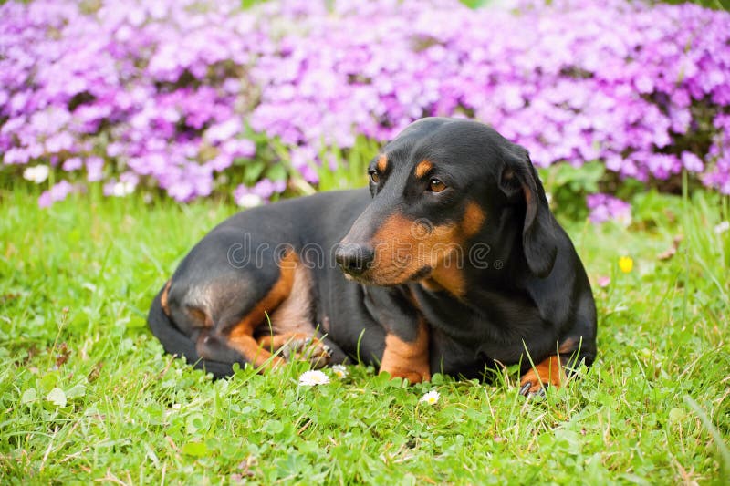 419 Dachshund Spring Flowers Stock Photos - Free & Royalty-Free Stock ...