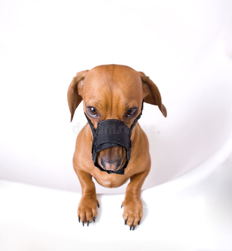 Dachshund Muzzle Angry Stock Photos - Free & Royalty-Free Stock Photos ...