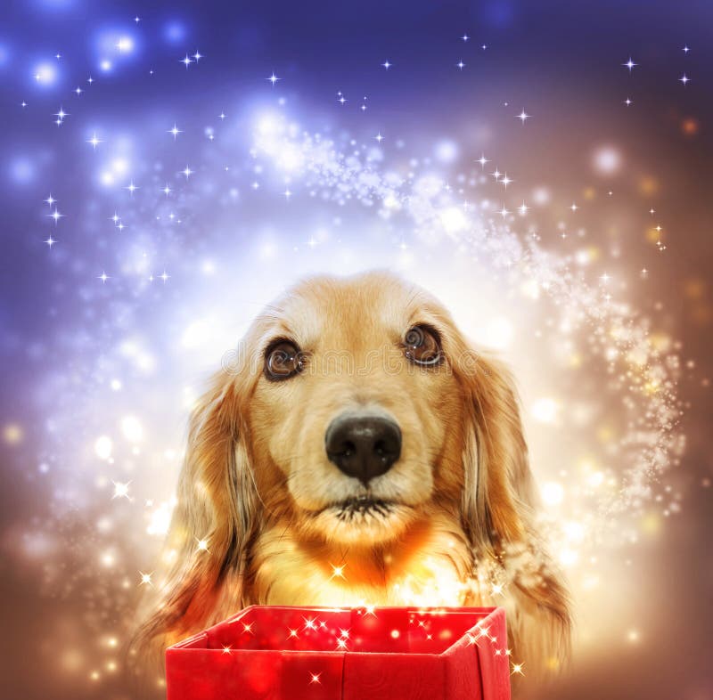 Dachshund Opening a Magic Box Stock Photo - Image of face, open: 32916538