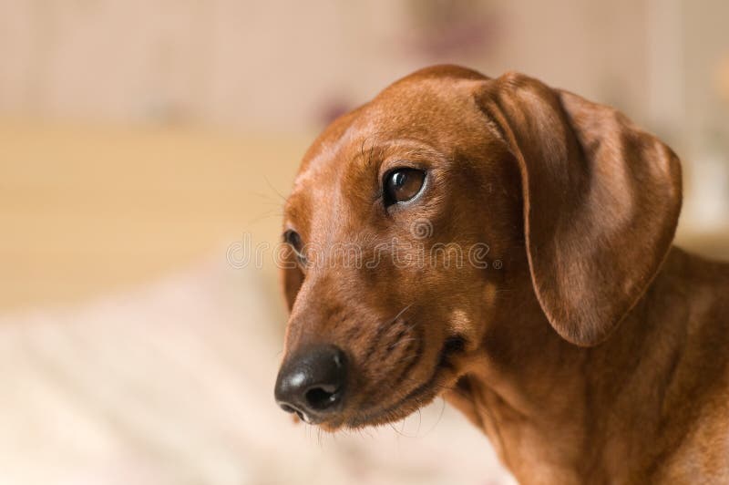 Sad Dachshund Stock Photos - Download 791 Royalty Free Photos