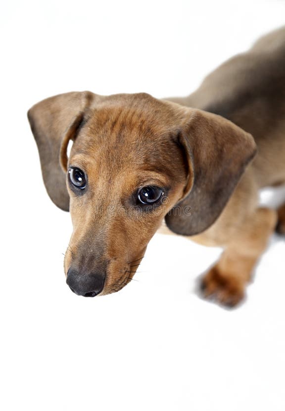Dachshund puppy stock image. Image of canine, dachshund - 21481825