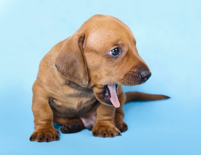 Rhodesian Ridgeback Puppy Waving Stock Photo - Image of dogs, africa ...