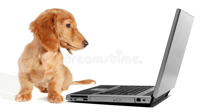 Dog computer stock photo. Image of humor, hacker, puppy - 23851888