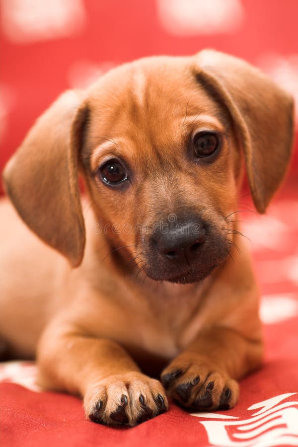 Liver Nose Rhodesian Ridgeback Puppy Stock Photo - Image of brown ...