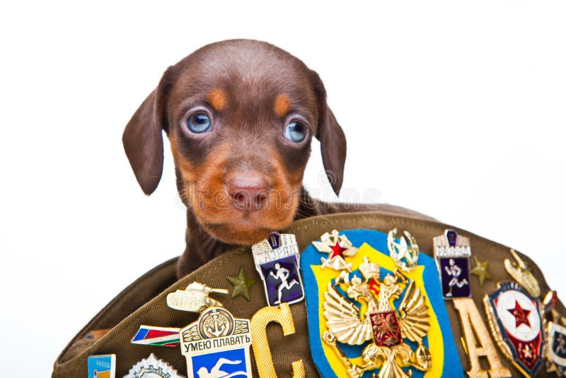 Dachshund Puppy with Army Hat Editorial Photo - Image of cccp, pretty ...