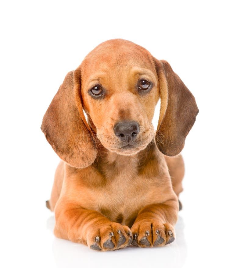 Dachshund Puppy Dog Lying in Front View. Isolated on White Background ...