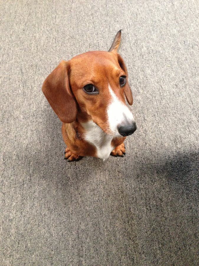 Dachshund puppy face stock image. Image of eyes, little - 37834973