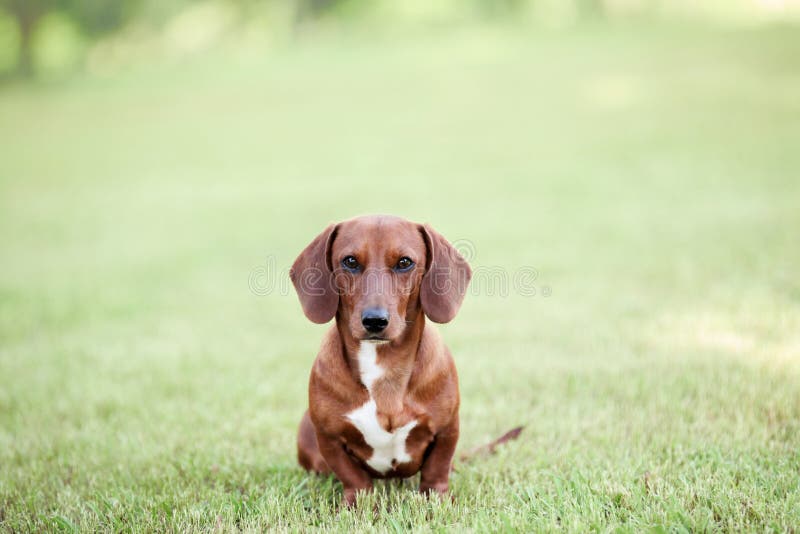 Dachshund puppy stock photo. Image of front, canine, sitting - 40213882