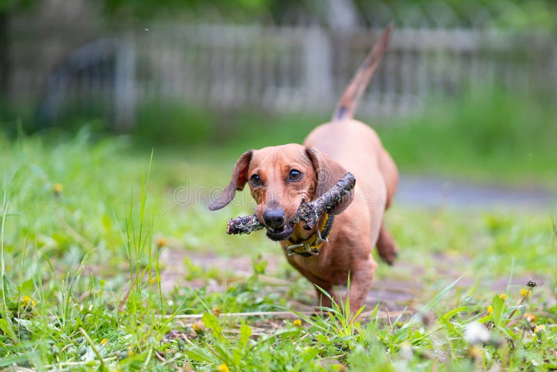 Dachshund Running Stock Photos - Download 1,018 Royalty Free Photos