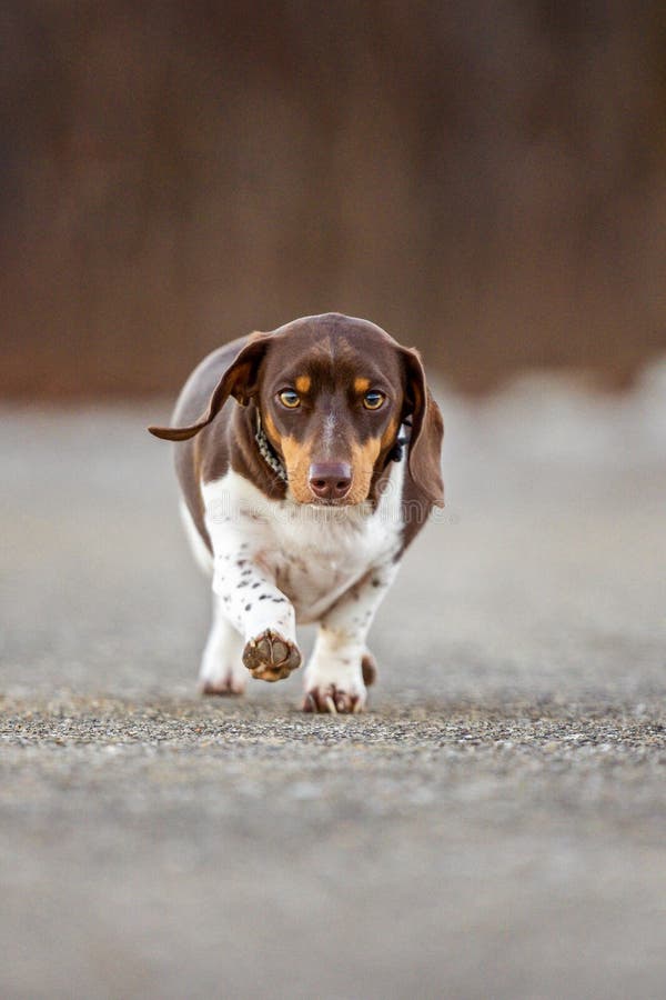 1,729 Dachshund Running Stock Photos - Free & Royalty-Free Stock Photos ...