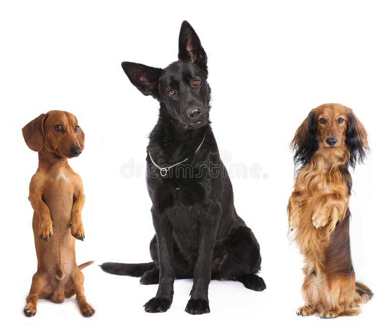 Dachshund and shepherd stock photo. Image of dachshund - 23283348