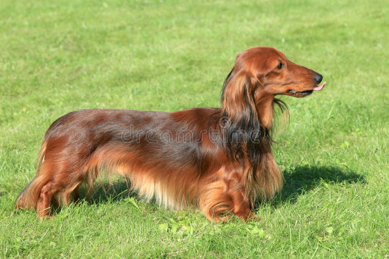 Dachshund Standard Dog in the Spring Garden Stock Photo - Image of ...