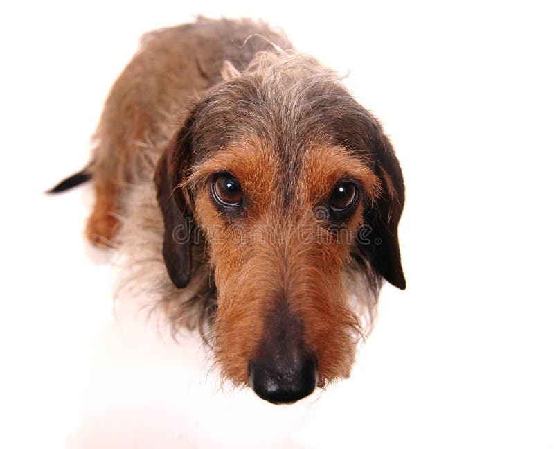 Dachshund/Weenerdog stock image. Image of white, grey - 16325831
