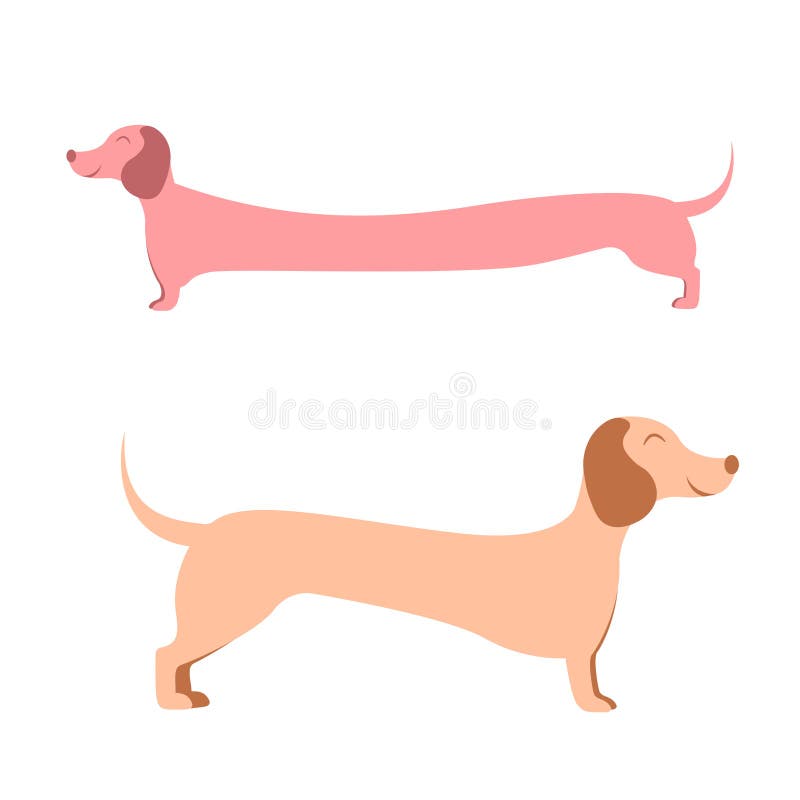 Dachshund, Wiener Dog on White Background Stock Vector - Illustration ...