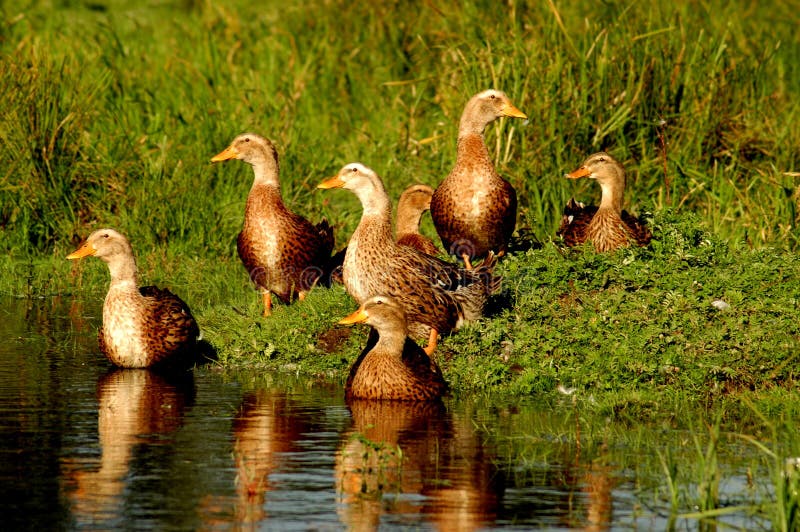Dack stock photo. Image of birds, duck, group, grass, wild - 270084