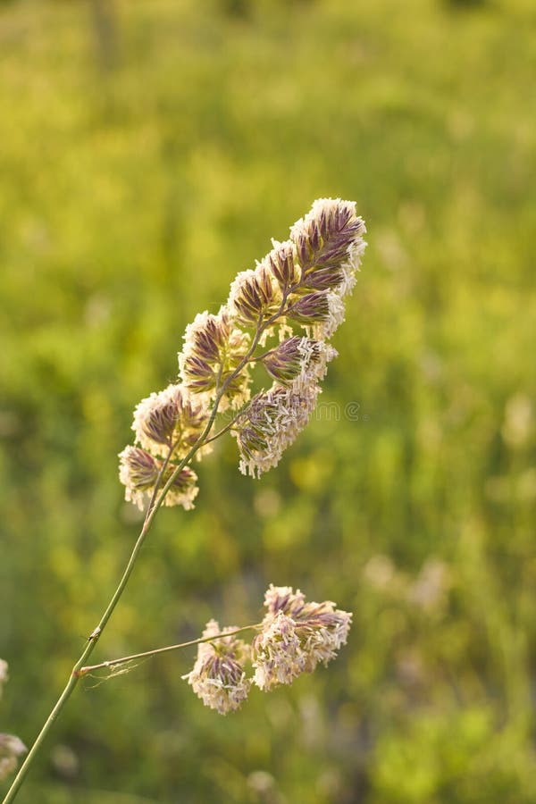 Dactylis glomerata grass stock image. Image of season - 242089219