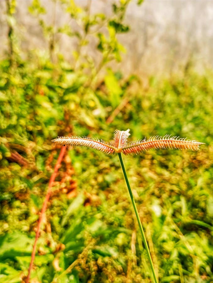Dactyloctenium Aegyptium As Crowfoot Stock Image - Image of tree, soil ...