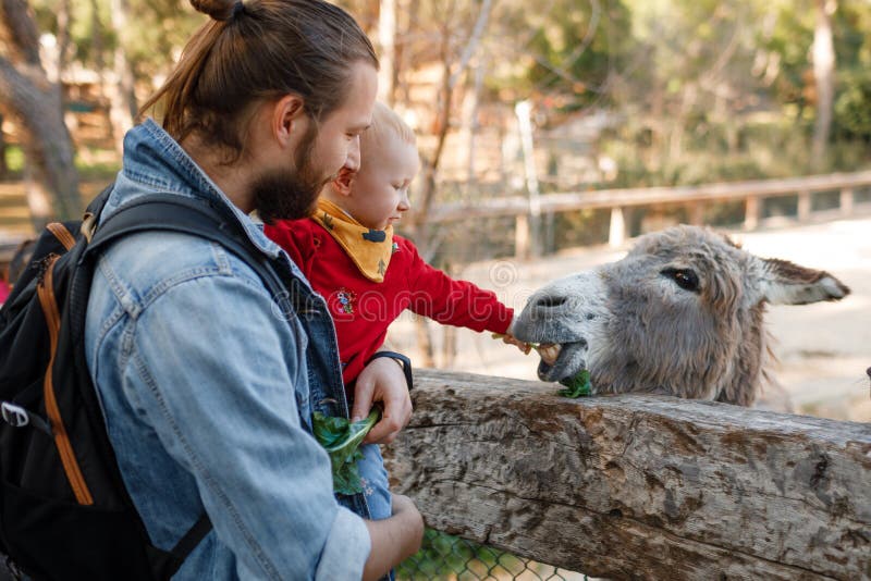 Dad and Child Interact with Donkeys at the Zoo. Stock Image - Image of ...