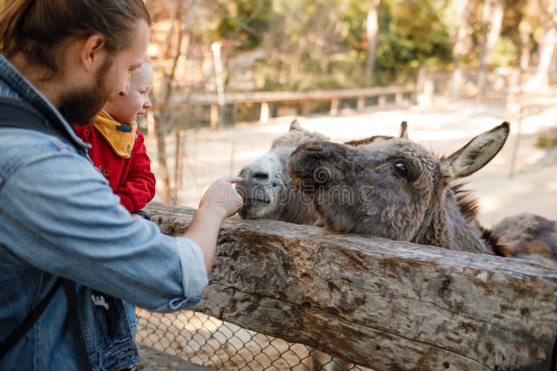 Dad and Child Interact with Donkeys at the Zoo. Stock Image - Image of ...