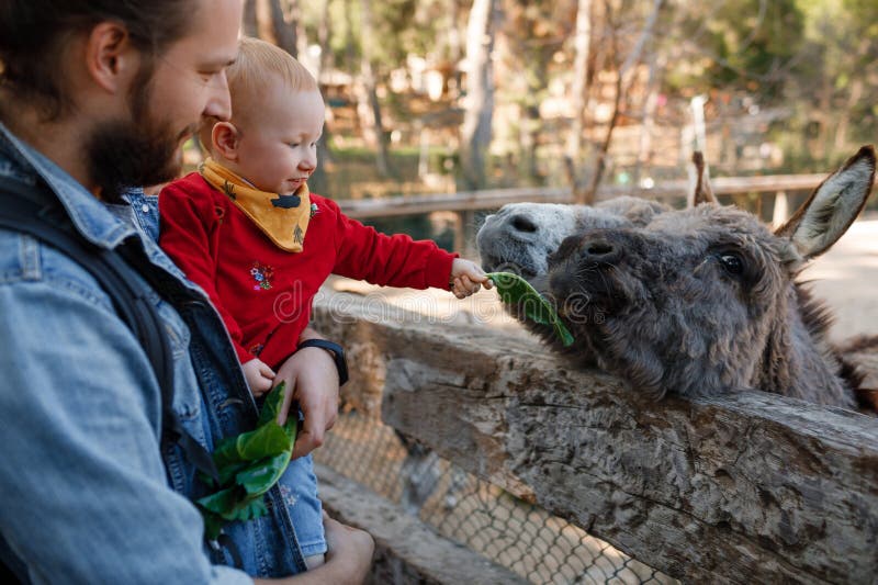 Dad and Child Interact with Donkeys at the Zoo. Stock Image - Image of ...