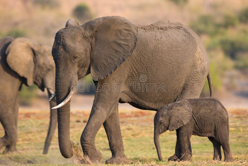 Dad and son stock photo. Image of ears, pachyderm, park - 86193658