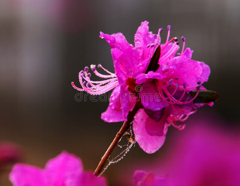 Dada fragrant flower stock image. Image of asia, aquatic - 115880929