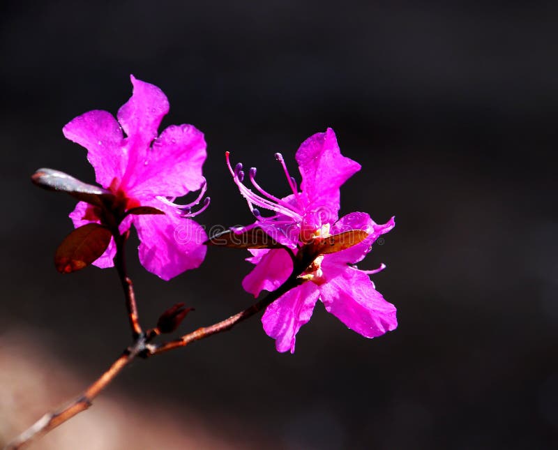 Dada fragrant flower stock photo. Image of chicken, farm - 115771730