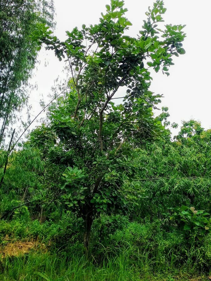 The Dadap Tree Grows Abundantly among the Surrounding Trees Stock Photo ...