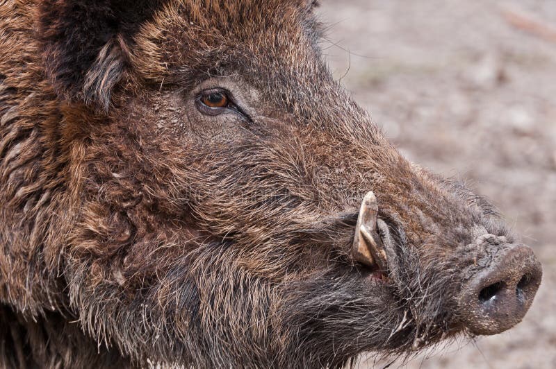 Daddy Pigs Gyatt Stock Photos - Free & Royalty-Free Stock Photos from ...