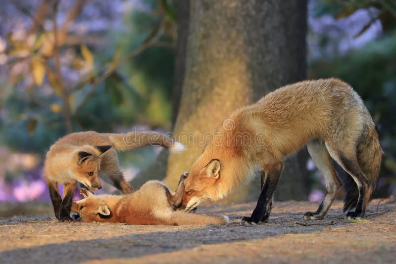 Daddy Fox Playing with His Babies in the Forest Stock Photo - Image of young, love: 378887098