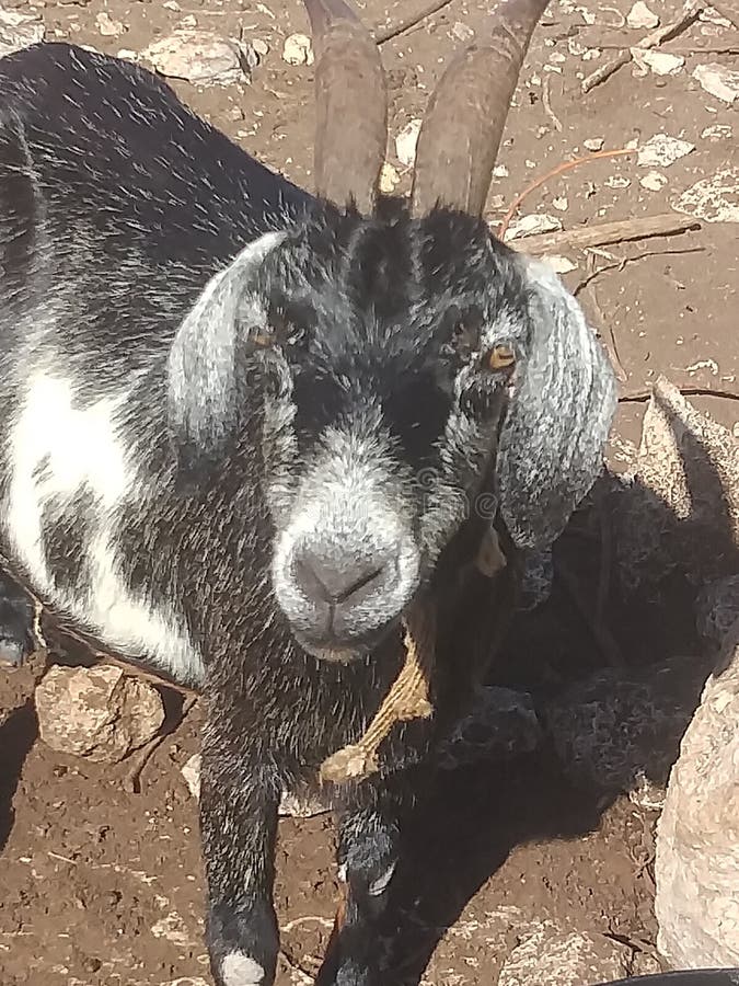 Daddy goat stock photo. Image of daddy, goat, black - 212354662