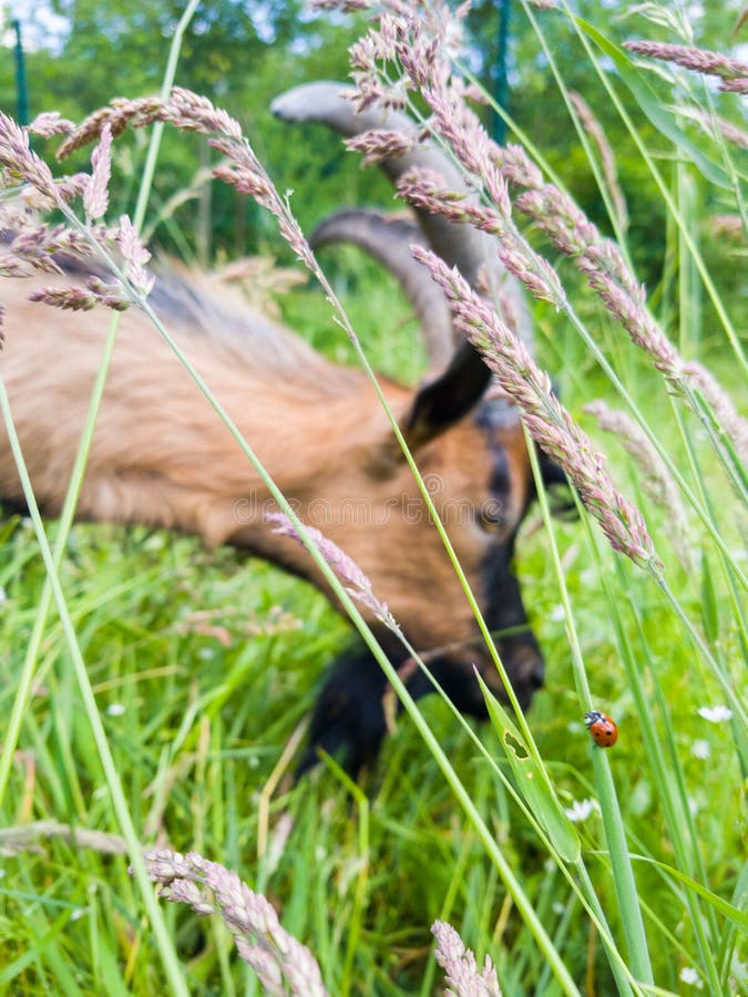 Grass meadow stock photo. Image of meadow, closeup, tail - 6279980