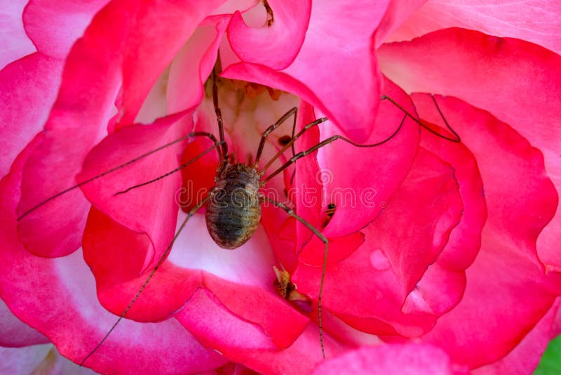 Daddy Long Leg in Pink Rose Stock Photo - Image of friendship, pink ...