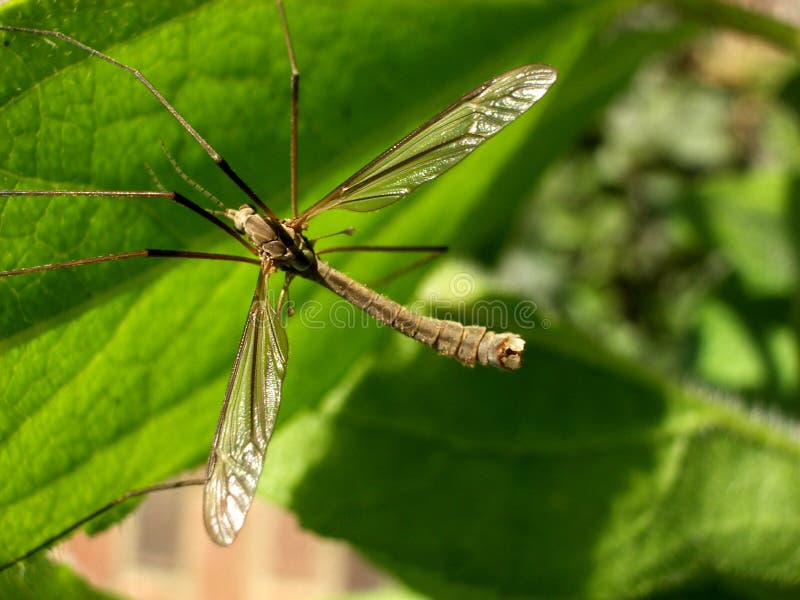 Daddy-long-legs Insect Green Nature Stock Photo - Image of daddy ...