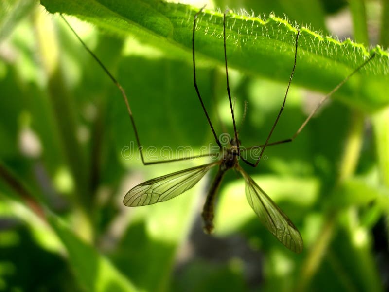 Daddy Long Legs 6 Picture. Image: 1354004