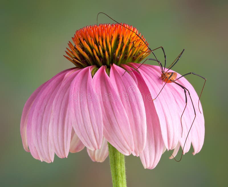 Daddy Long legs stock photo. Image of legs, wildlife - 25504864